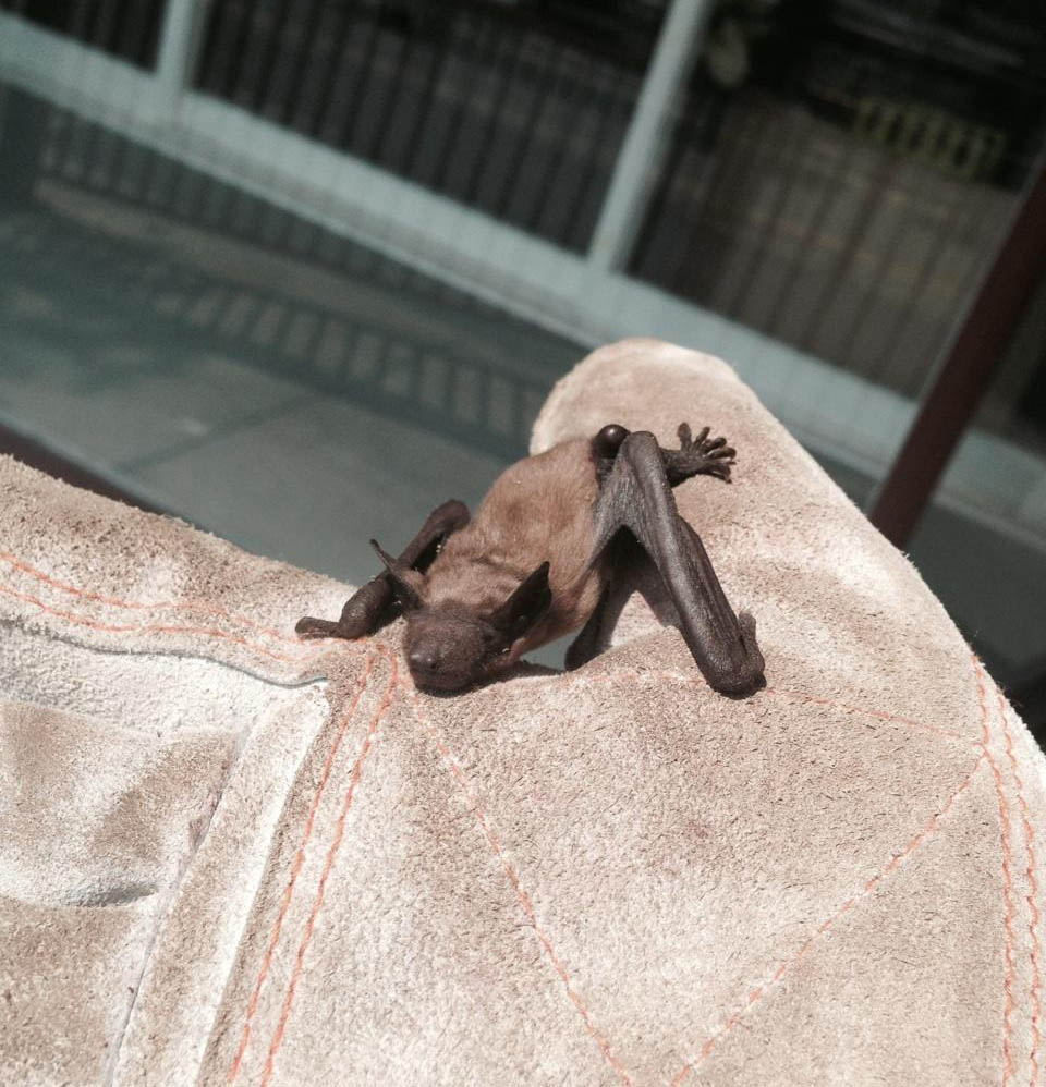 Bat Removal Appleton | Bat Control